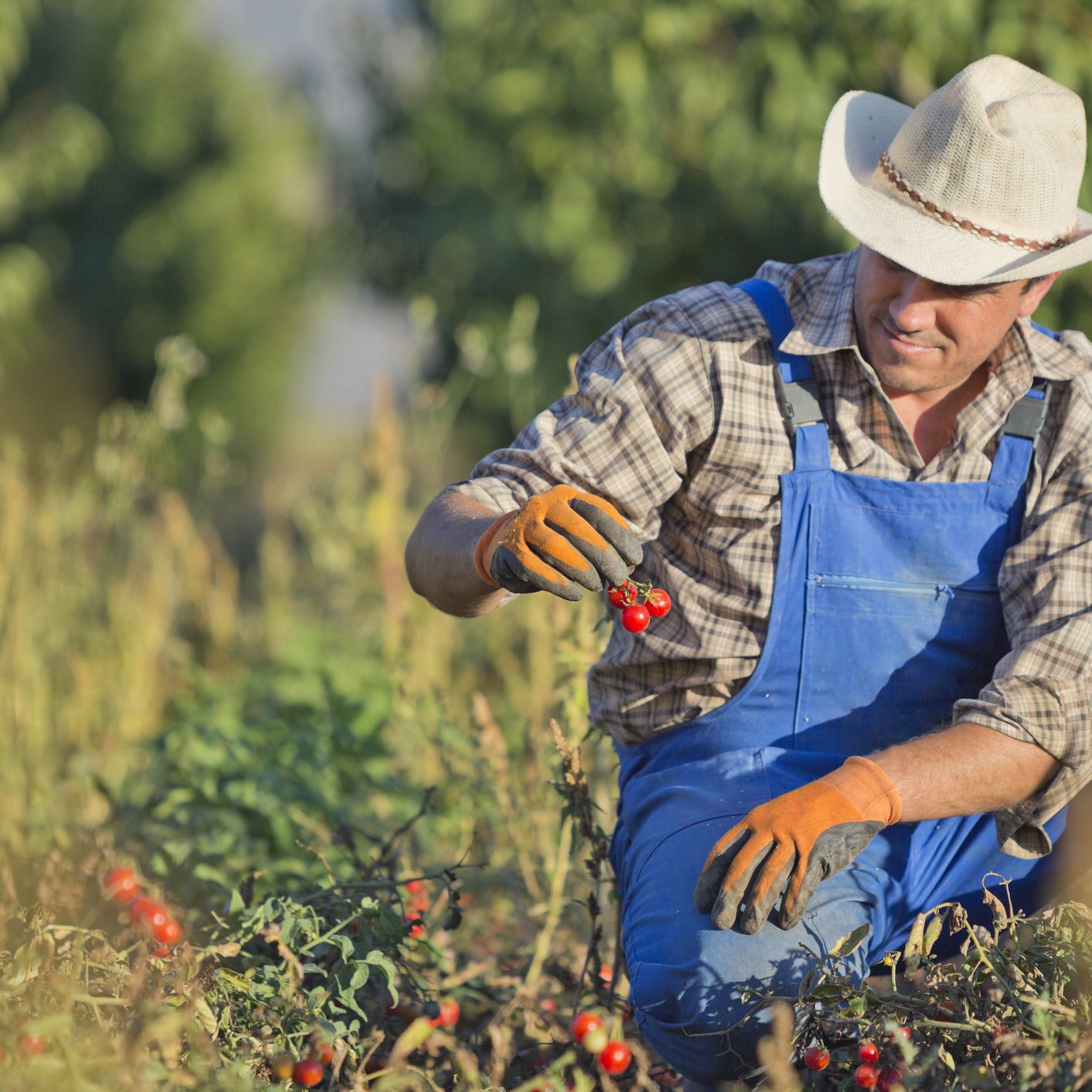 Farm Business Management Services - Lockyer Labour Solutions